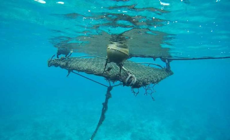 What are FADs? Are They a Problem? And How Can we Help?